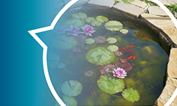 RoSPA- Pond safety tips | RoSPA’s guide for staying safe around ponds